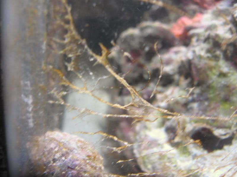 stringy brown algae? | Saltwaterfish.com Forums for Fish Lovers!